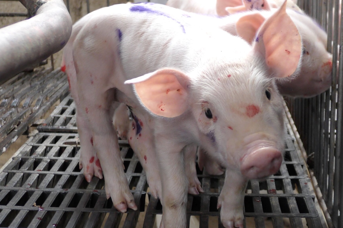 The life of a pig in a factory farm | Animal Equality