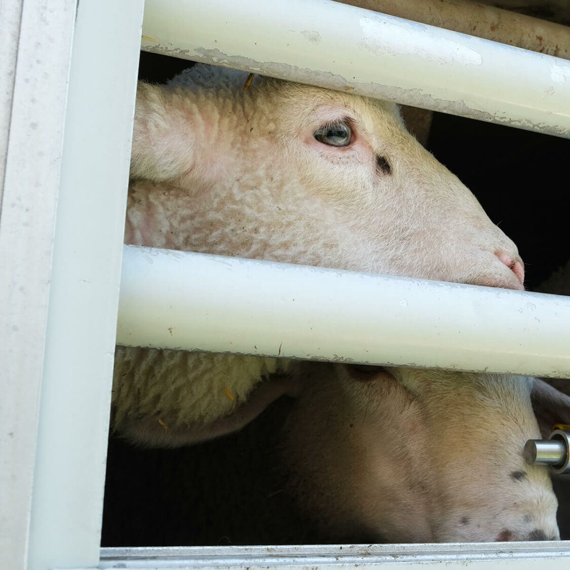 Animal Equality | International Animal Protection Organization