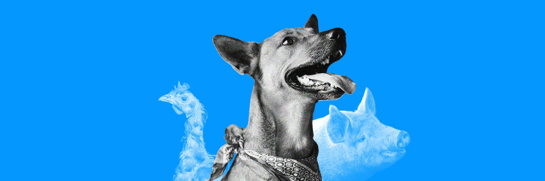 Top Progressive U S Pet Food Brands Allow Animals To Suffer top-progressive-u-s-pet-food-brands-allow-animals-to-suffer