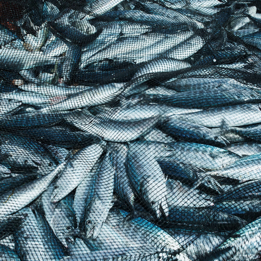 Animal Equality | International Animal Protection Organization