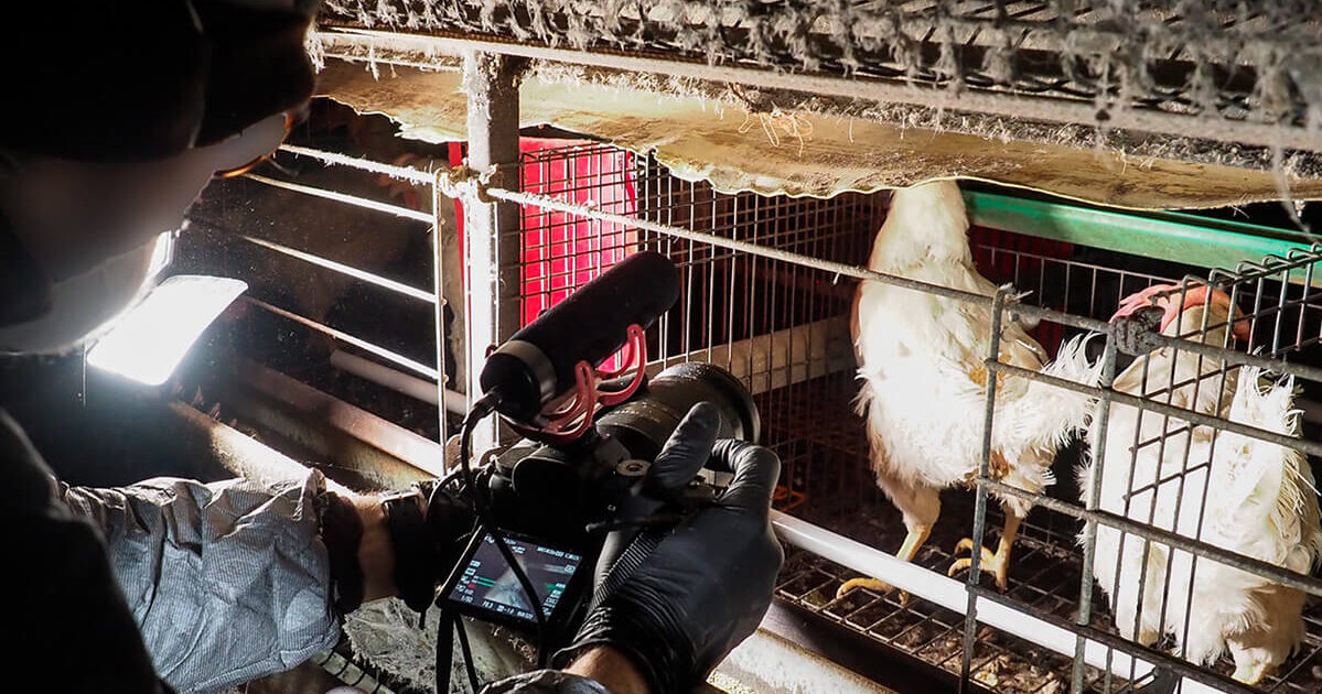 From film industry to farms: Using video to expose animal abuse ...