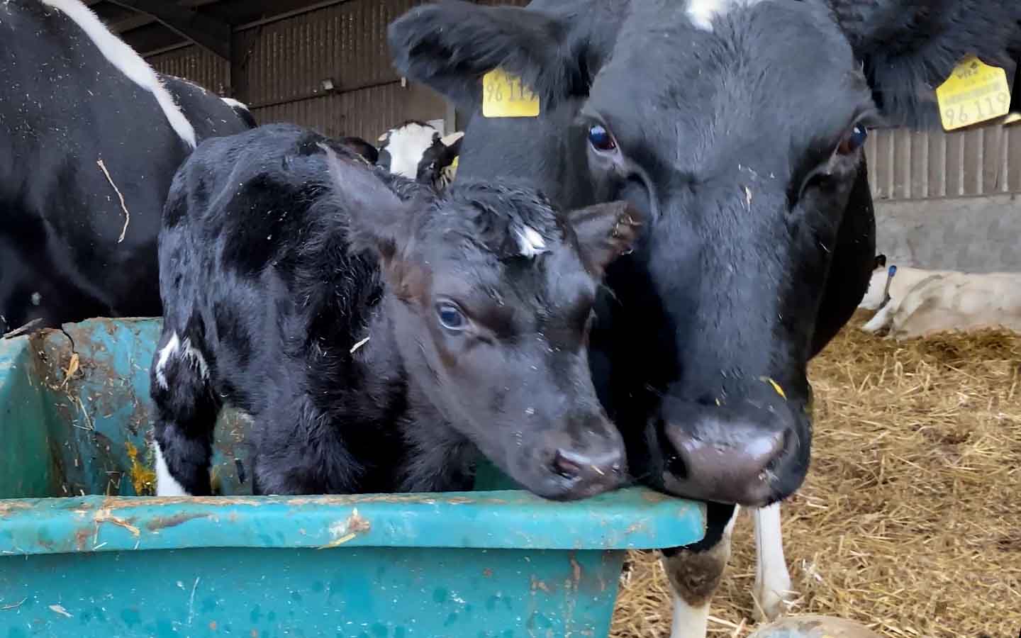 January-June 2022 Impact | Animal Equality