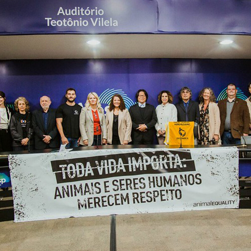 Animal Equality | International Animal Protection Organization