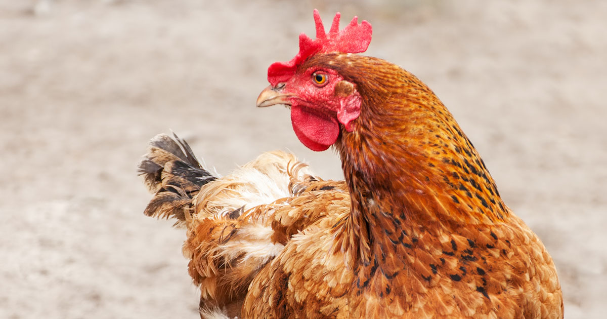 Animal Equality 2026 Spring Impact Report