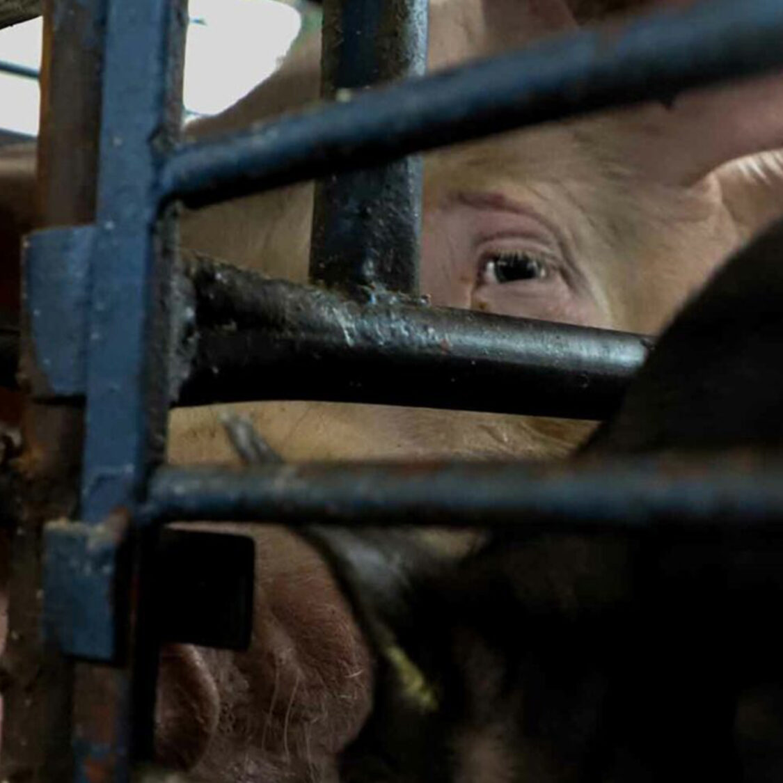 Undercover investigations by Animal Equality