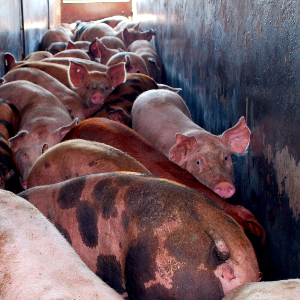 Animal Equality | International Animal Protection Organization