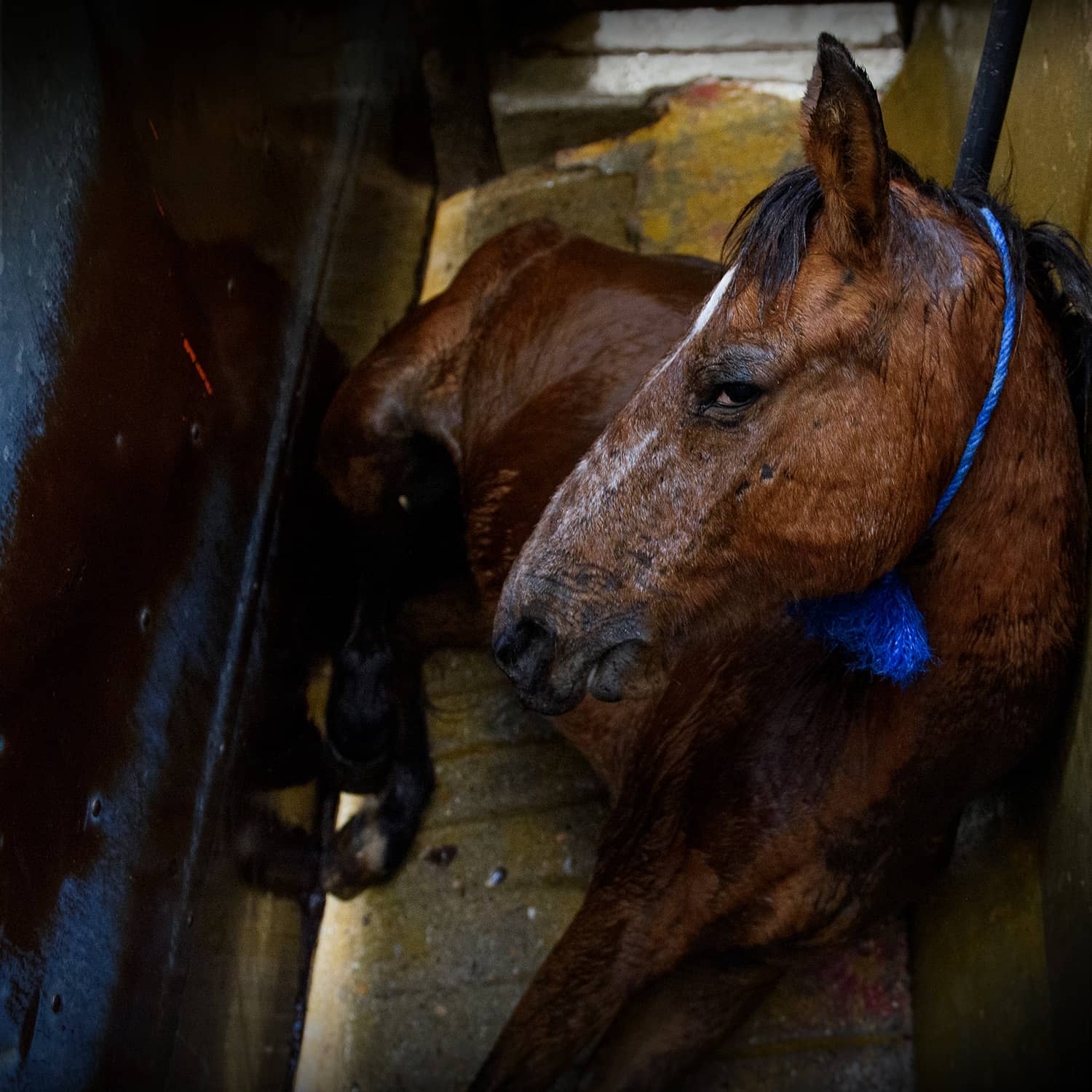 End the Slaughter of Horses | Animal Equality