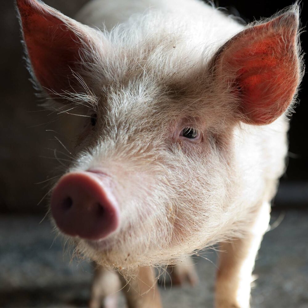 Animal Equality | International Animal Protection Organization