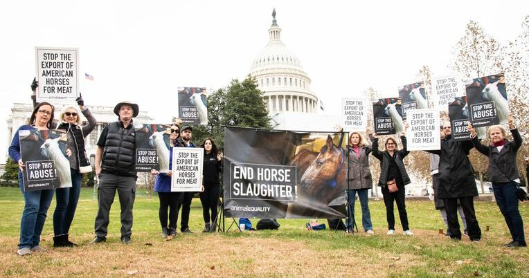 Animal Equality Protest on Capitol Hill to End Horse Slaughter | Animal ...