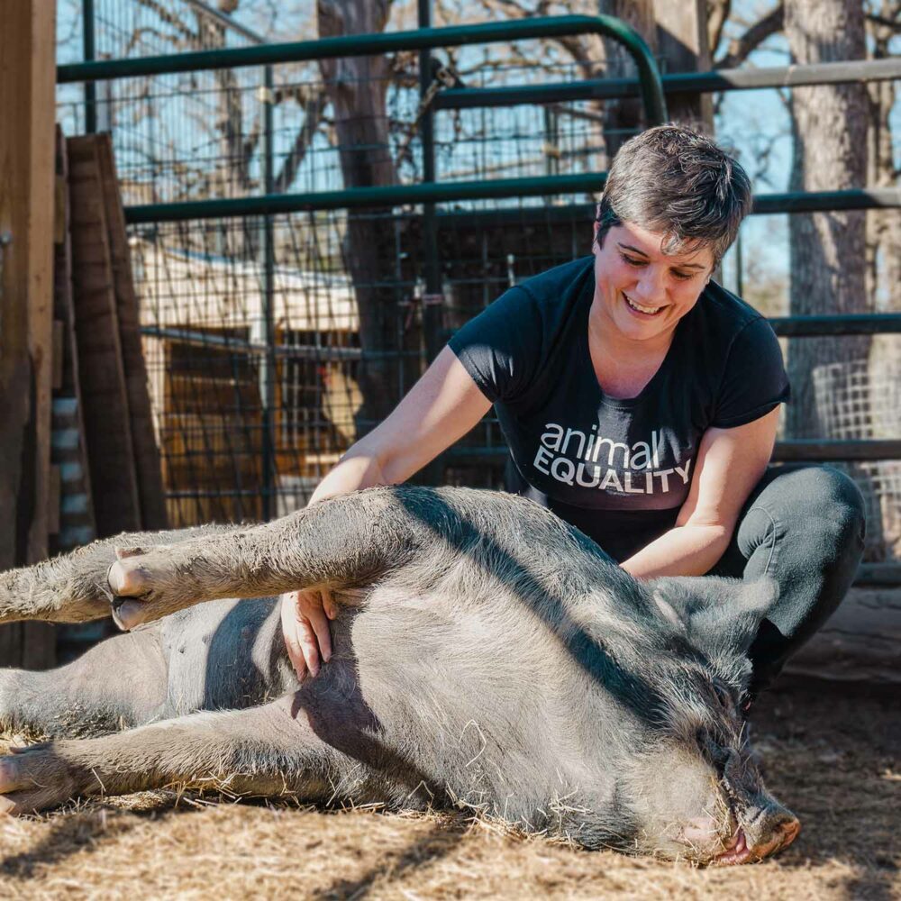 Animal Equality | International Animal Protection Organization