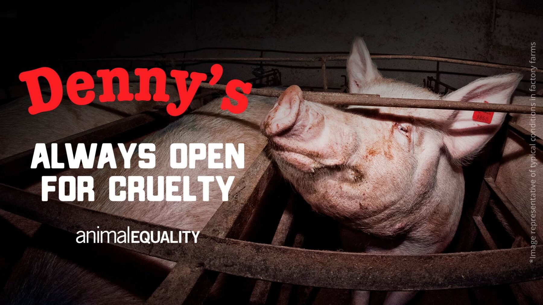Denny’s Abandons Pledge to End Cages for Pregnant Pigs
