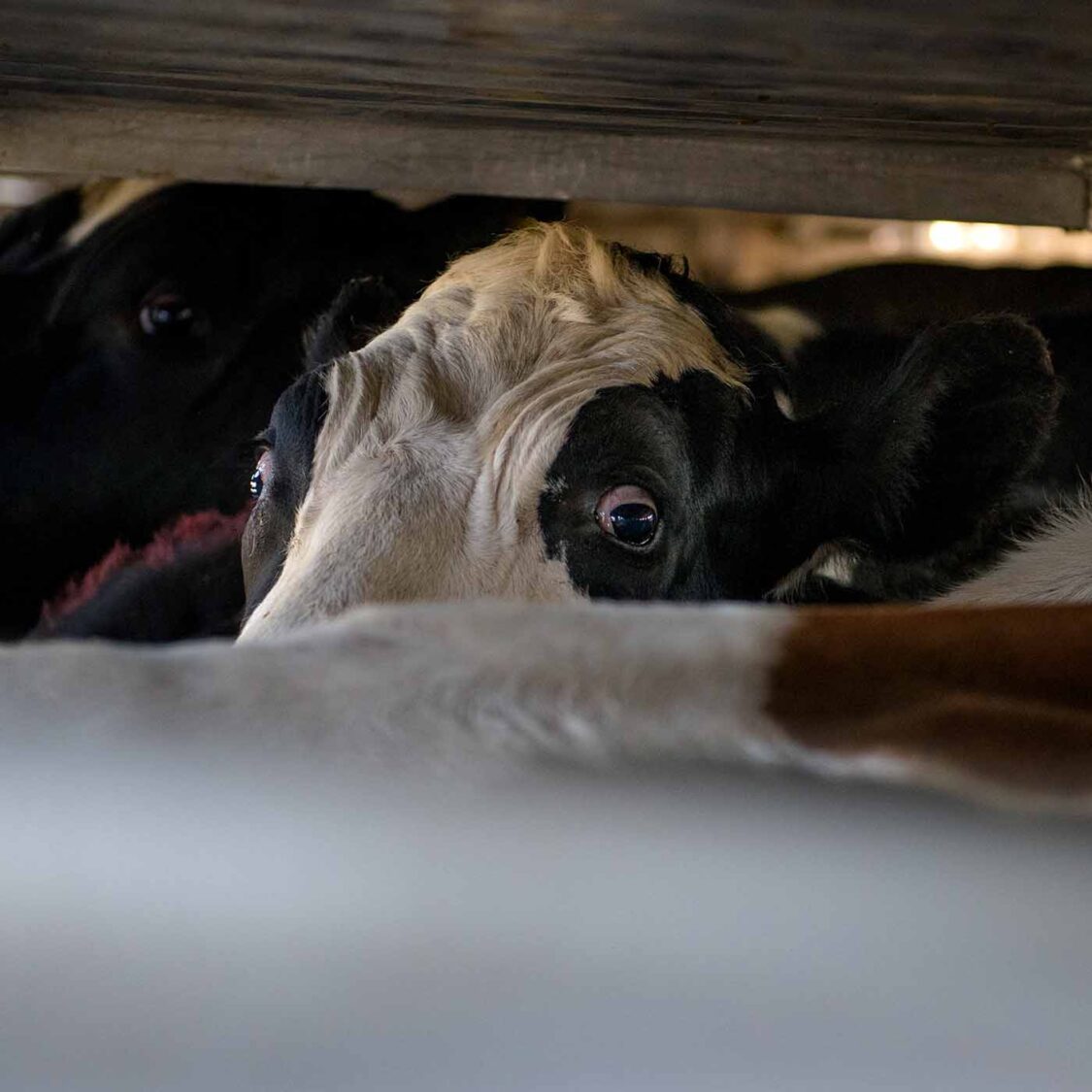 Undercover investigations by Animal Equality