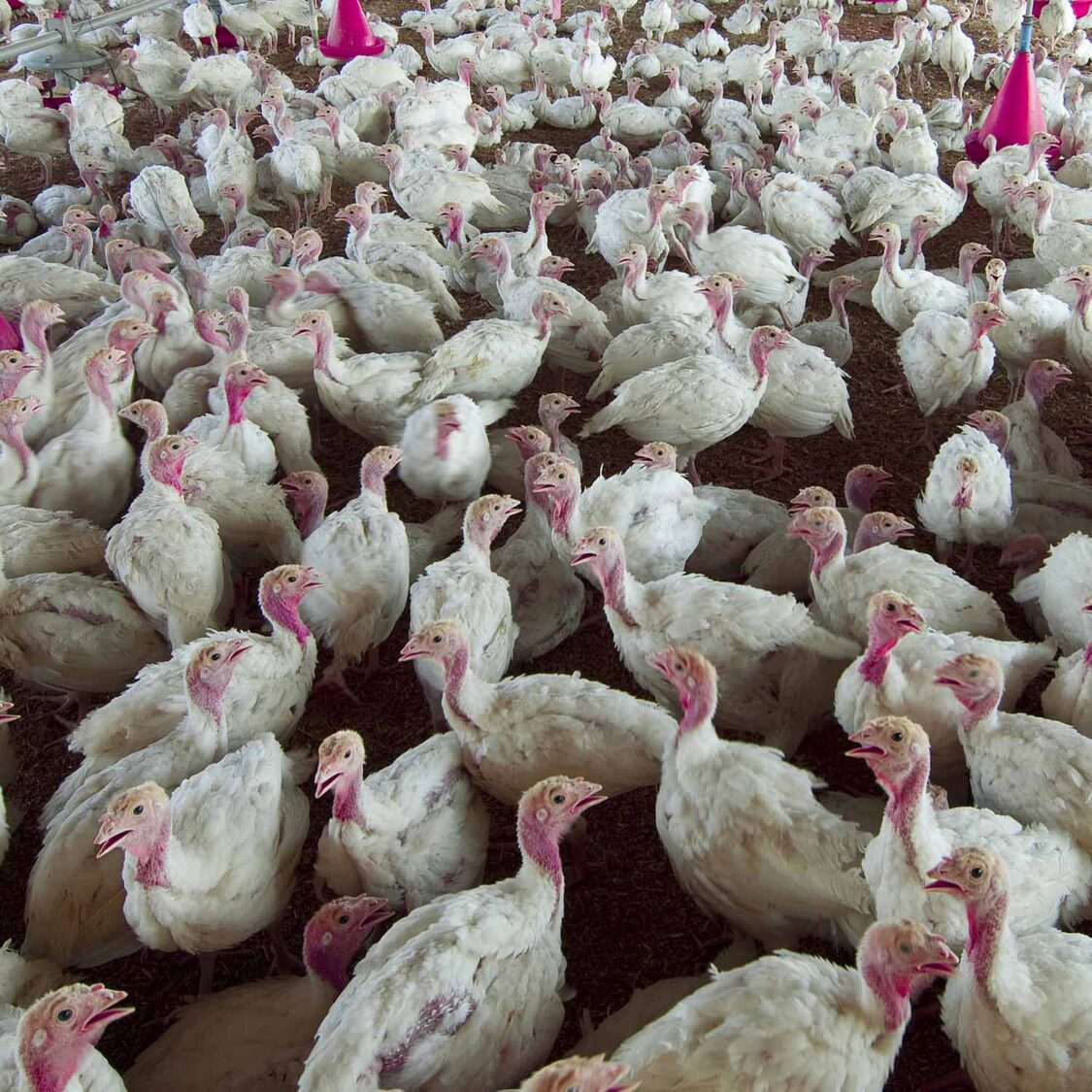 Animal Equality | International Animal Protection Organization