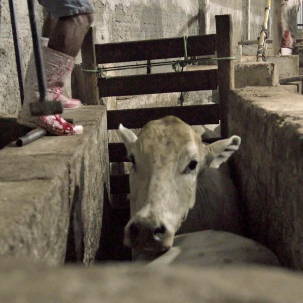 Animal Equality: This Is Our History | Animal Equality