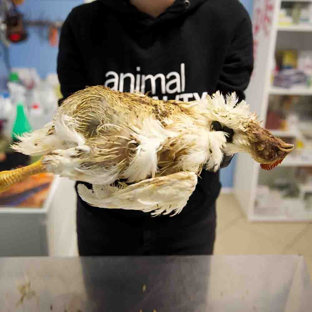 Impact Report 2022 | Animal Equality