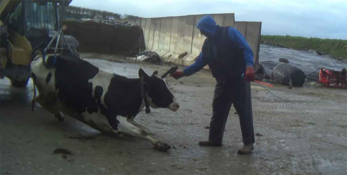 Dragged through mud and manure: How cows suffer for dairy