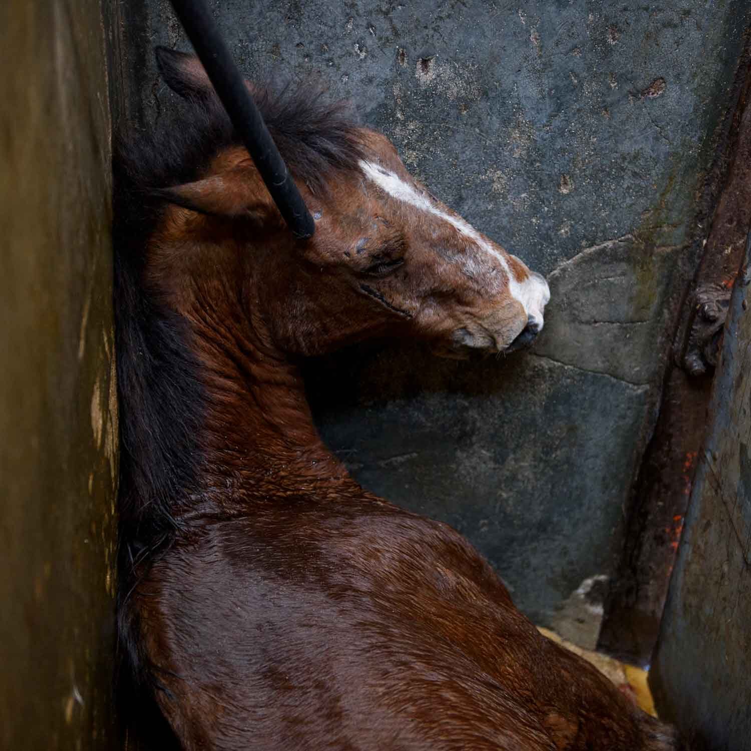 Animal Equality: This Is Our History | Animal Equality