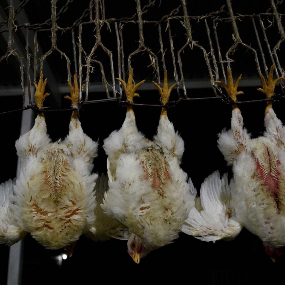 Undercover investigations by Animal Equality