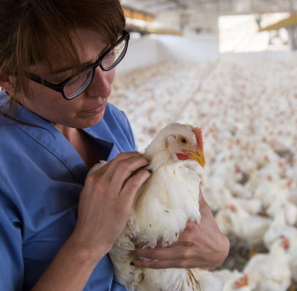 Double your impact by donating this month | Animal Equality