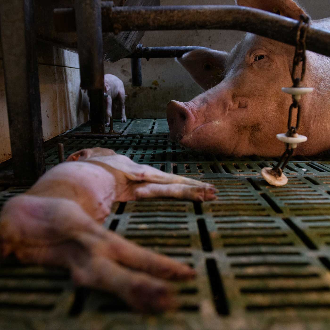 Animal Equality: This Is Our History | Animal Equality