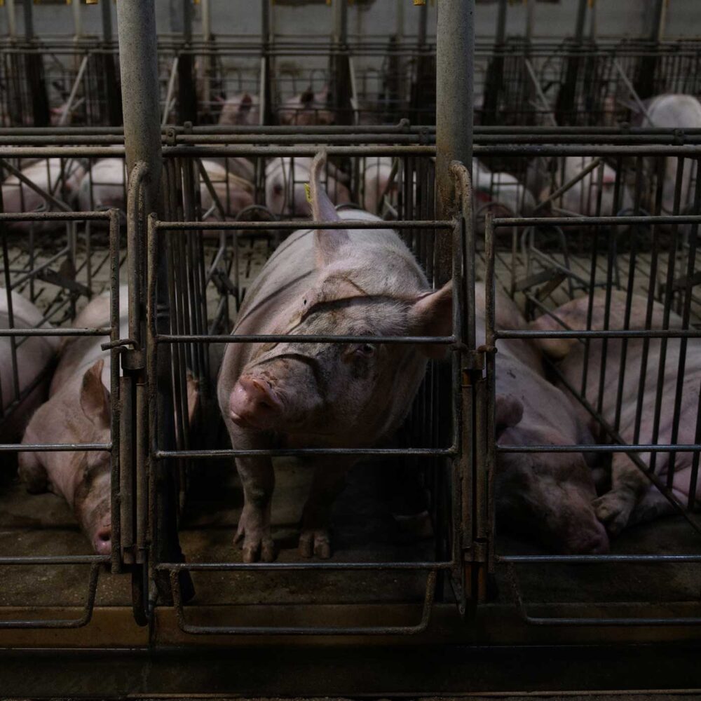 Animal Equality: This Is Our History | Animal Equality