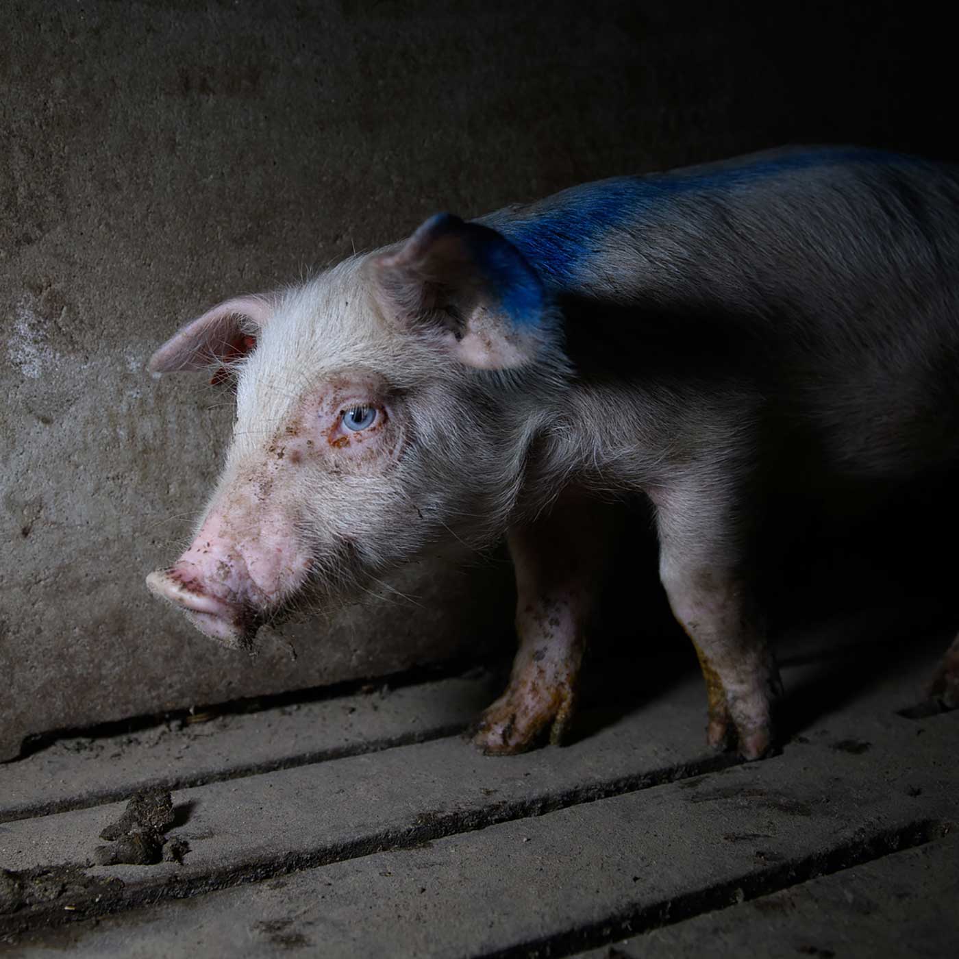 Animal Equality: This Is Our History | Animal Equality