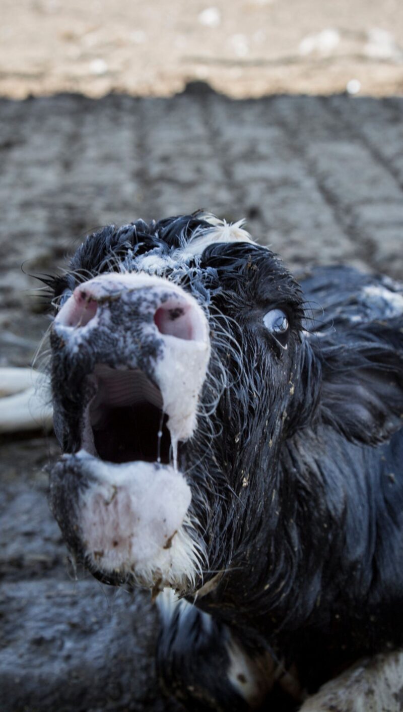 Animal Equality: Protecting Animals Worldwide