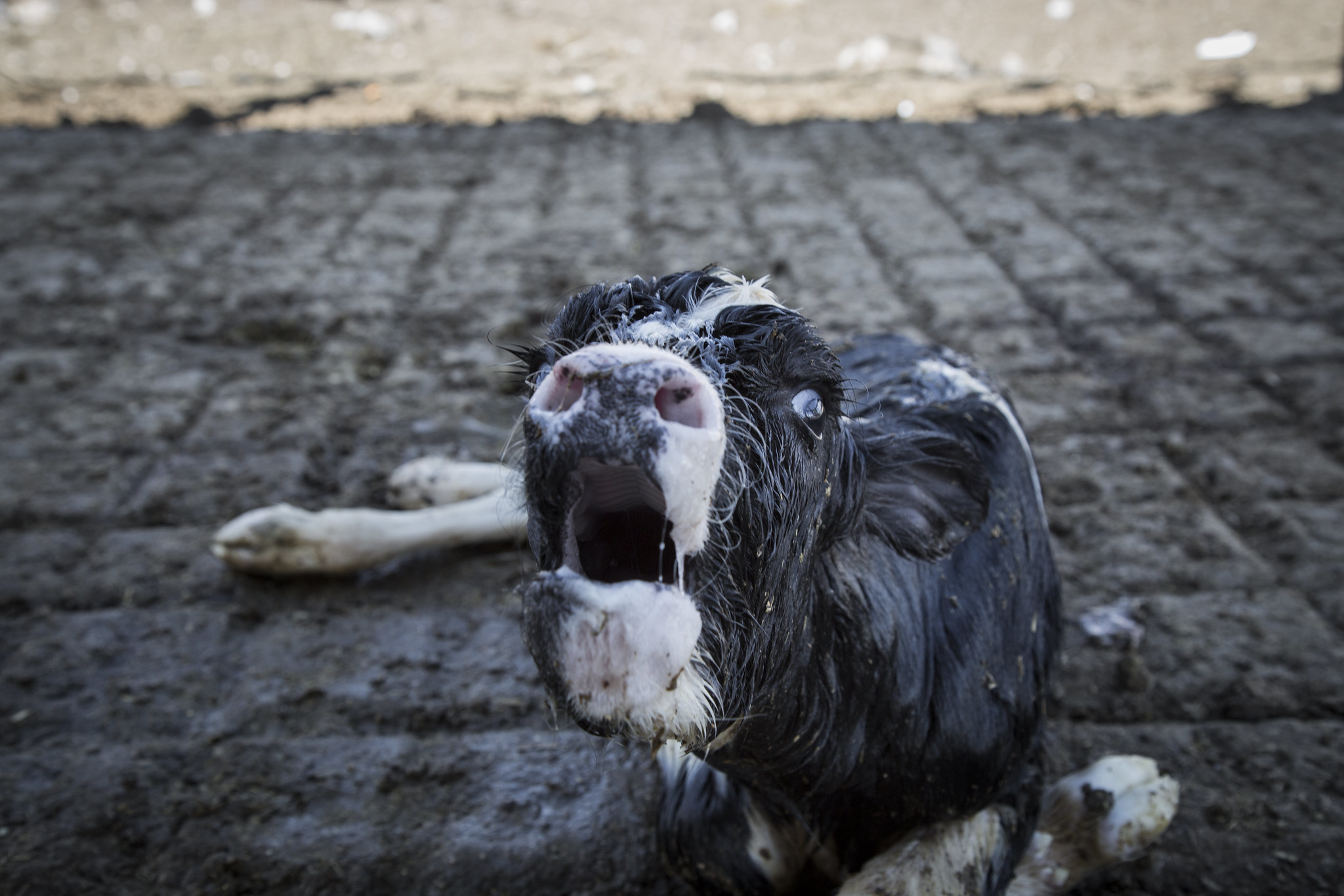 Double your impact by donating today | Animal Equality