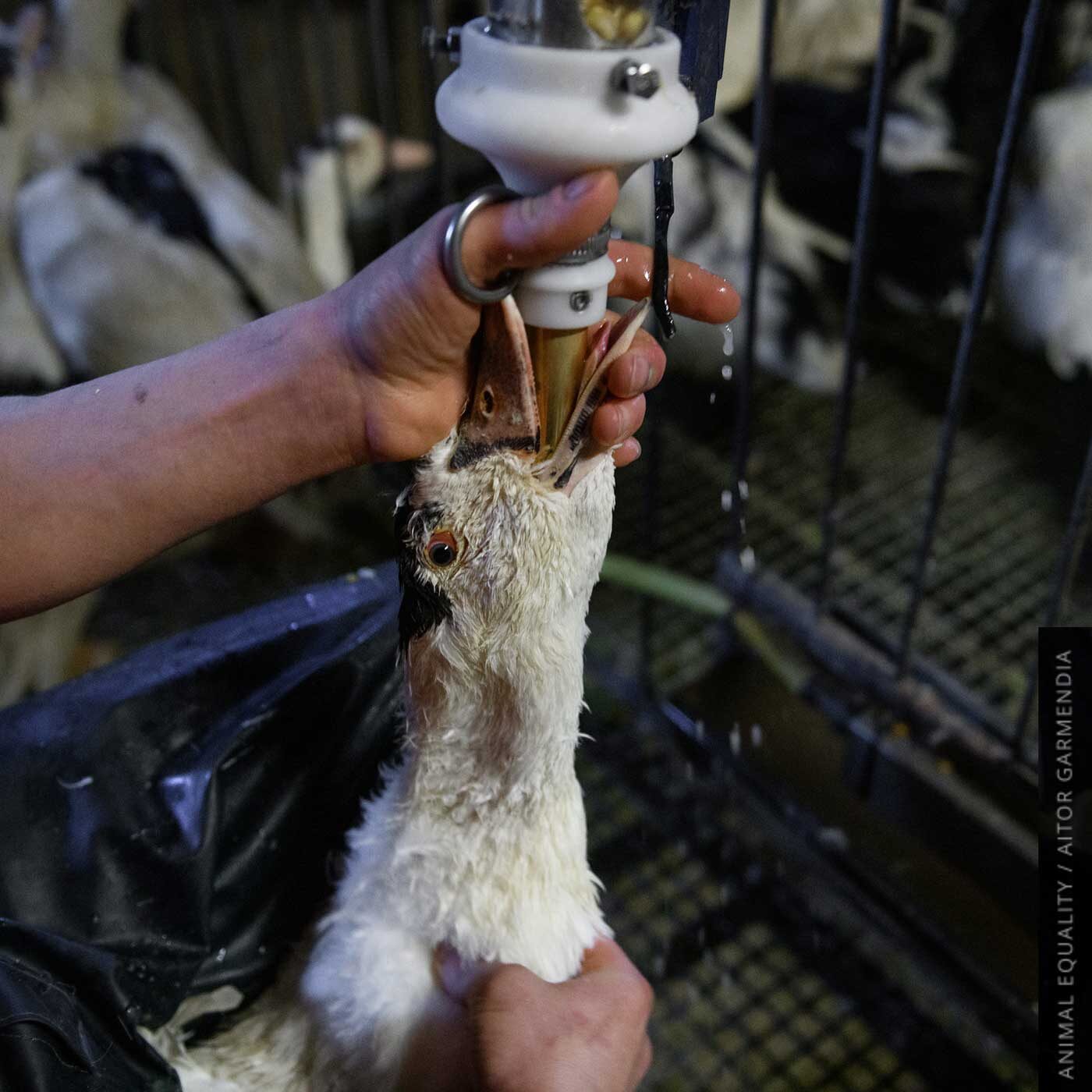 Animal Equality: This Is Our History | Animal Equality