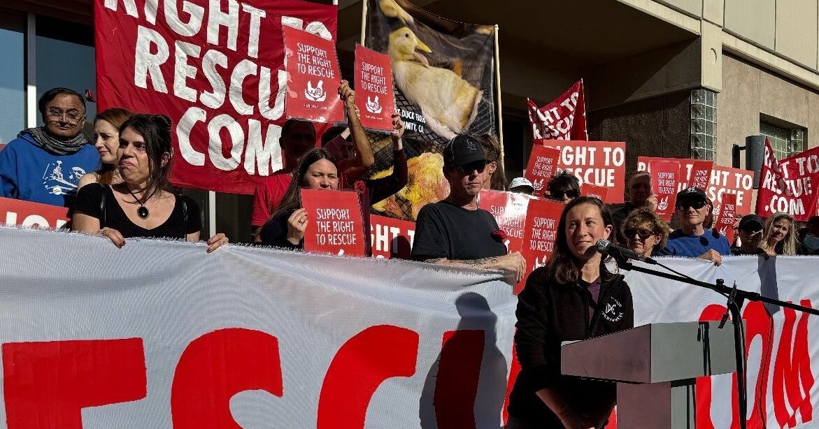 Animal Advocate Sentenced to Three Months in Jail for Rescuing Ducks ...