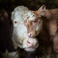 Animal Equality: Protecting Animals Worldwide