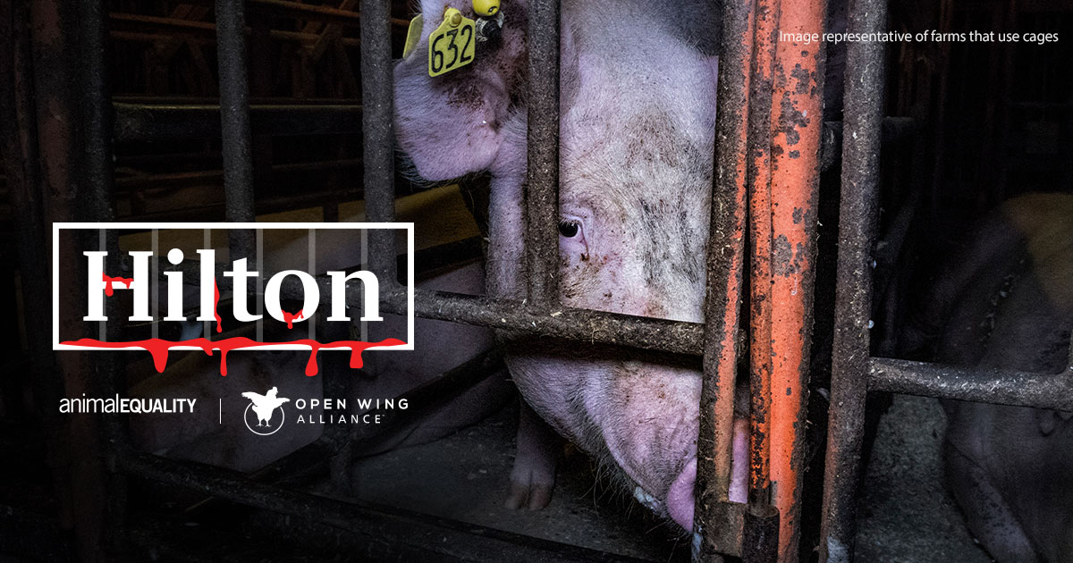 Hospitality leaders the target of new Open Wing Alliance campaign ...