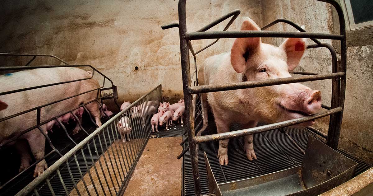 10 things you need to know about pig farming | Animal Equality