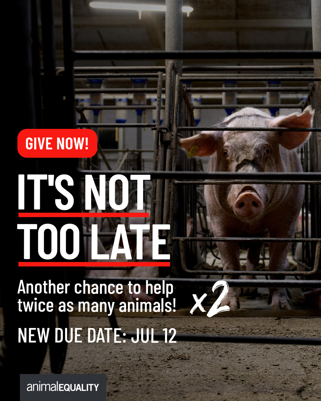 Animal Equality: Protecting Animals Worldwide