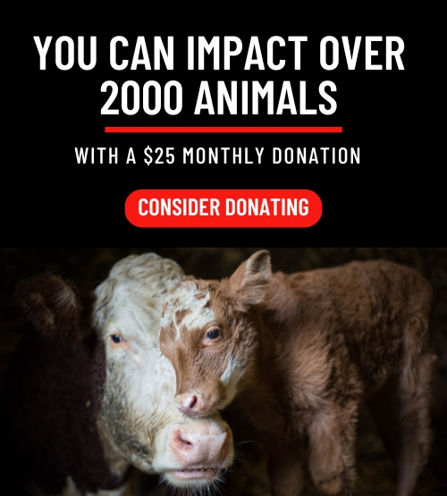 Animal Equality: Protecting Animals Worldwide