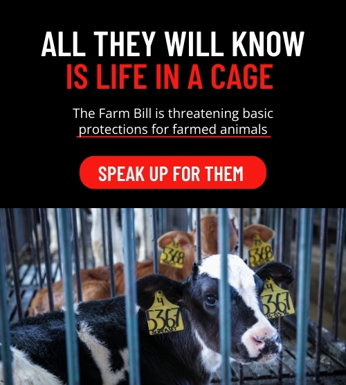 Animal Equality: Protecting Animals Worldwide