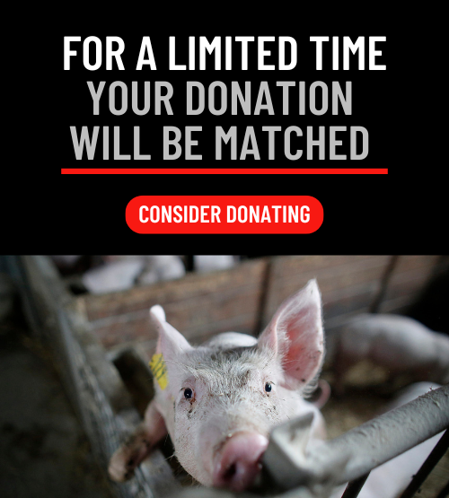 Animal Equality: Protecting Animals Worldwide