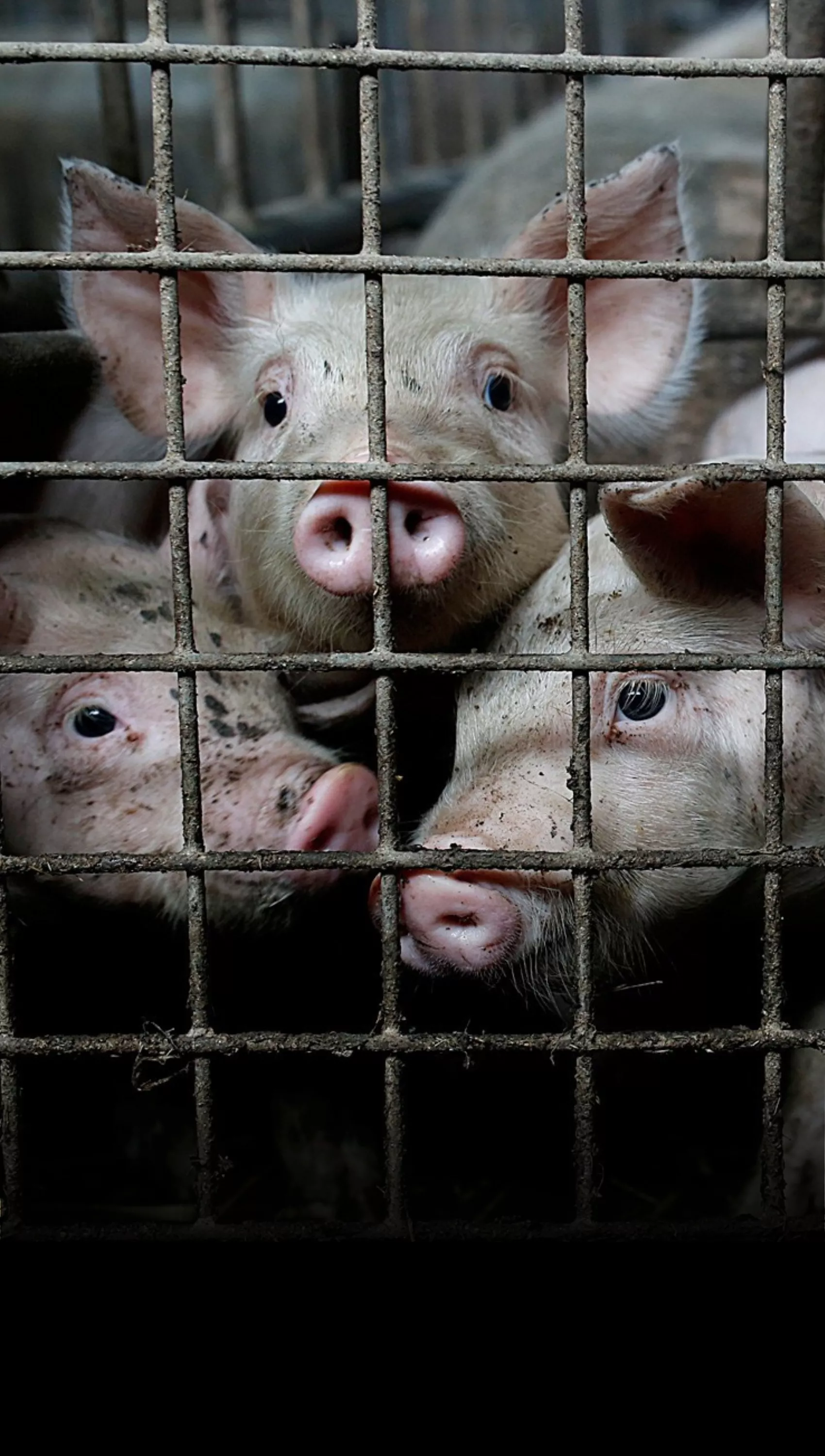 Animal Equality: Protecting Animals Worldwide