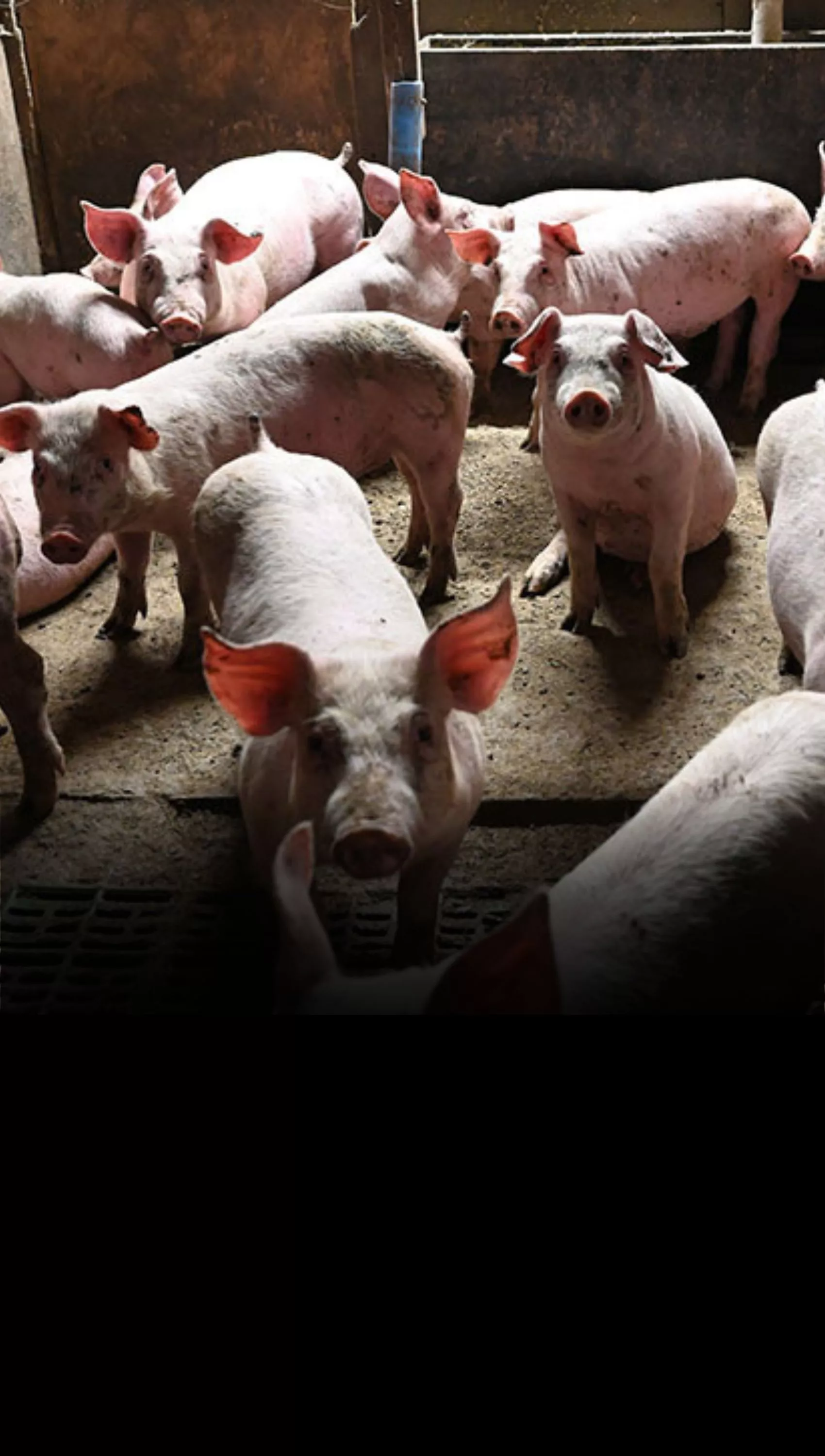 Animal Equality: Protecting Animals Worldwide