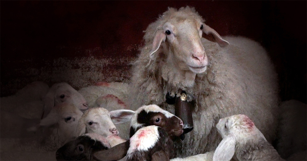 Innocence exploited: trained sheep lure lambs to slaughter | Animal ...