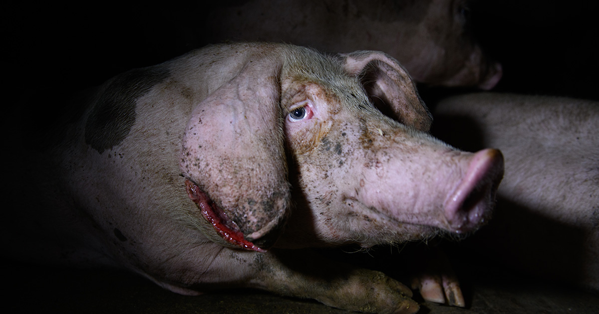Investigation: Pigs eaten alive on farms supplying major brands ...