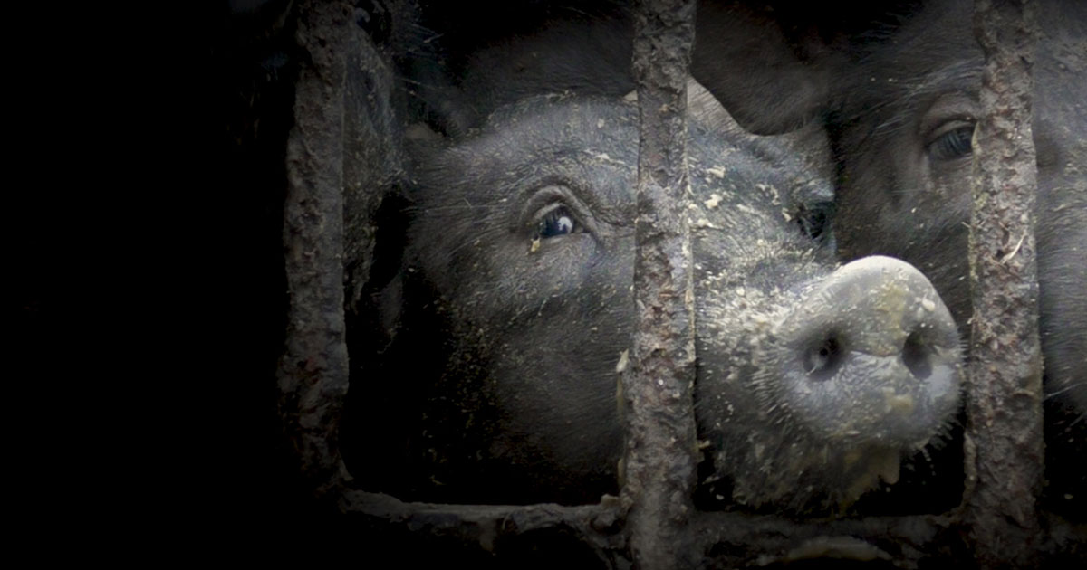 Investigation: Pigs bound, bagged, illegally slaughtered | Animal Equality