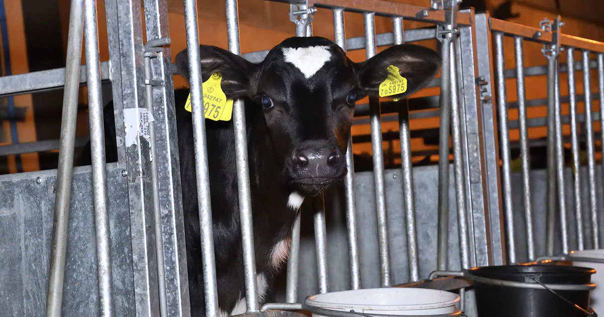 Newborn calves pinned, smacked, cursed at on dairy farm