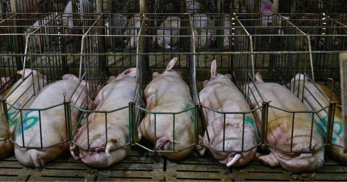 U.S. House passes Farm Bill that would strip animal protections ...